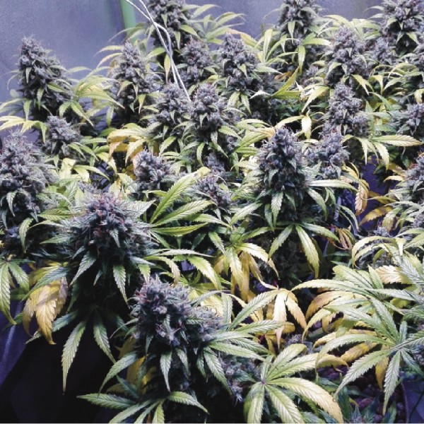 Купить автофем Bruce Lemon Diesel недорого Купить автофем Bruce Lemon Diesel недорого