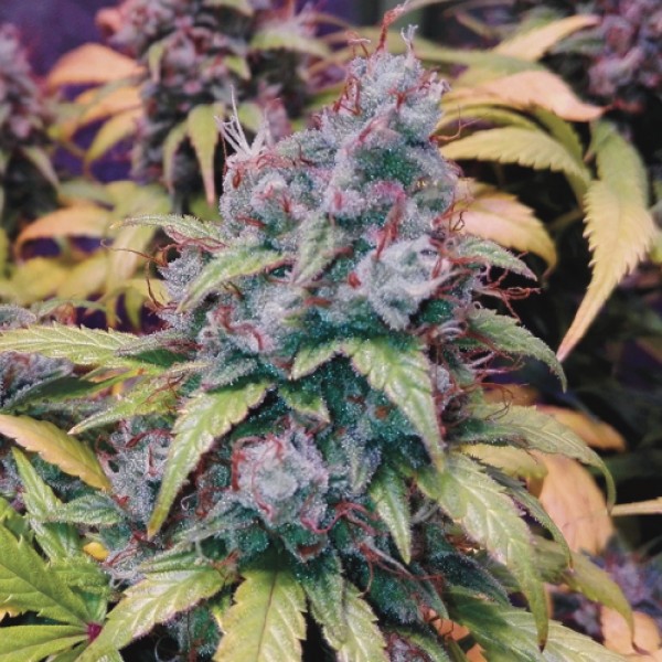 Купить автофем Bruce Lemon Diesel недорого