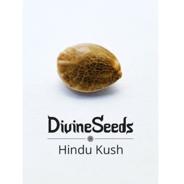 Семена каннабиса Hindu Kush купить в Украине – лучший сорт конопли для ...